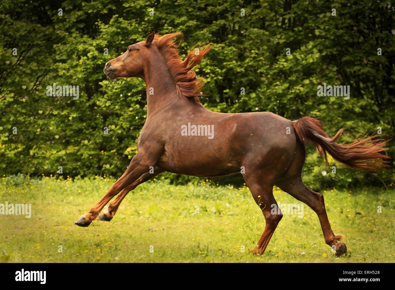 galloping arabian horse Stock Photo - Alamy