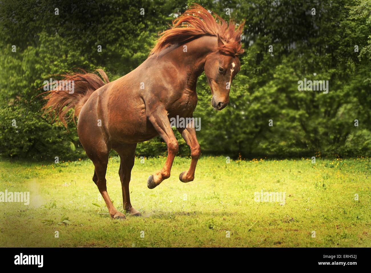 bucking arabian horse Stock Photo - Alamy