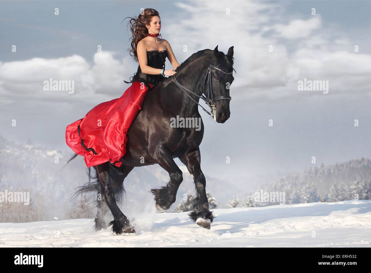 Friesianhorses Stock Photos & Friesianhorses Stock Images - Alamy