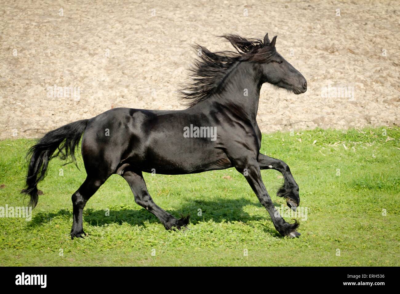 Frisian horse hi-res stock photography and images - Alamy