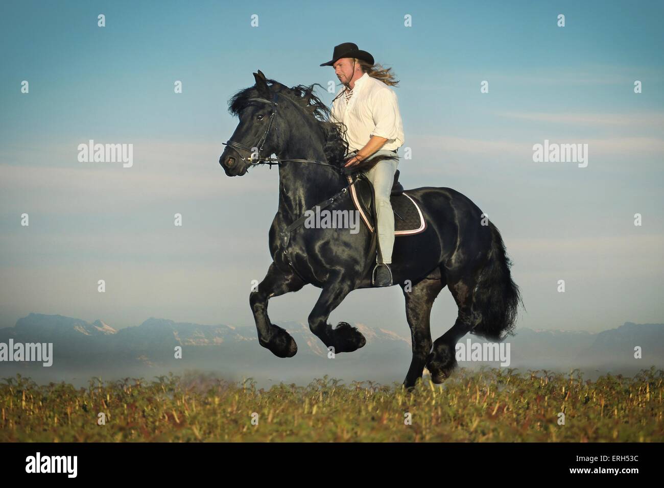 man rides Frisian horse Stock Photo - Alamy