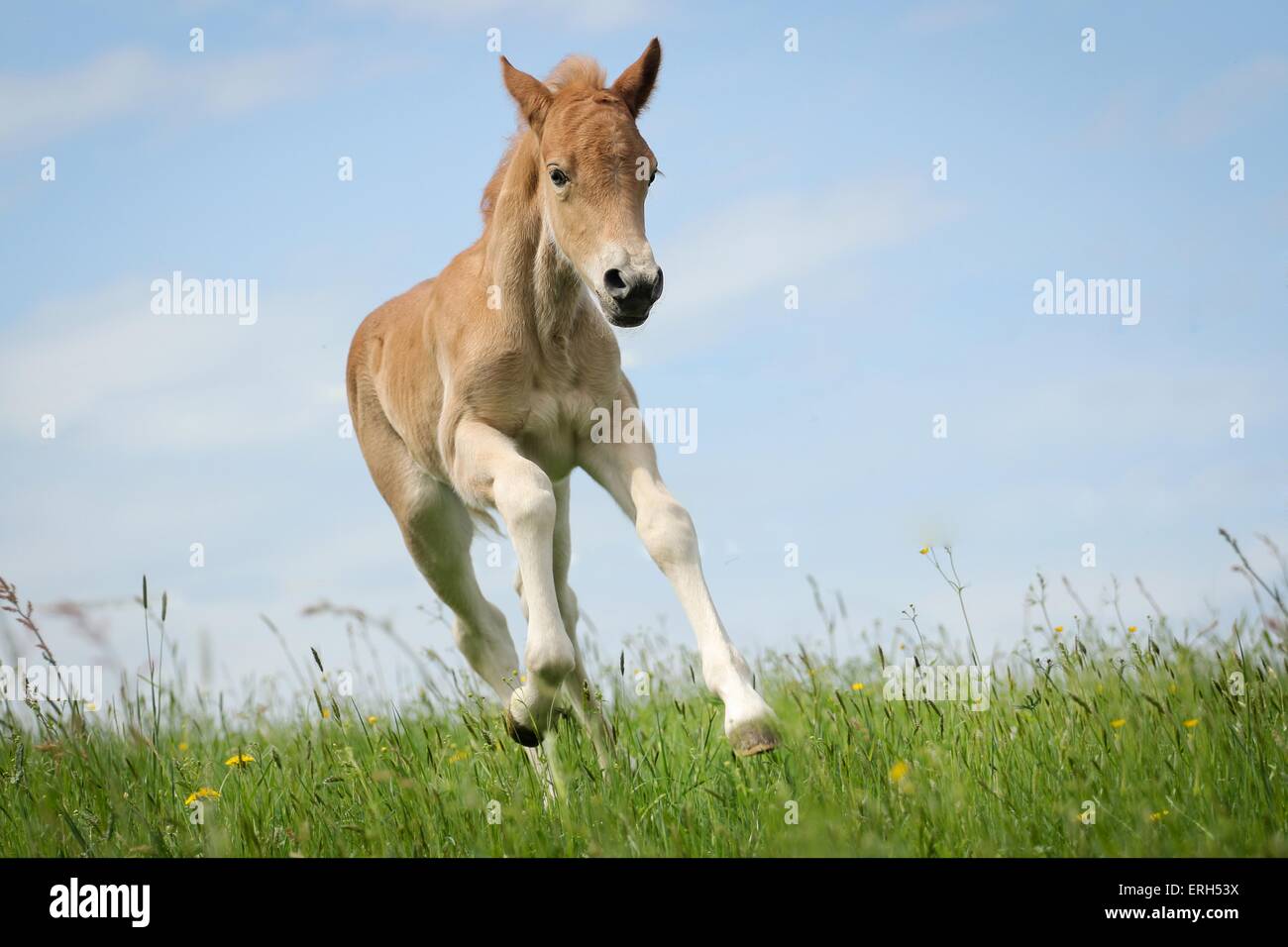 Haflinger horse foal Stock Photo - Alamy