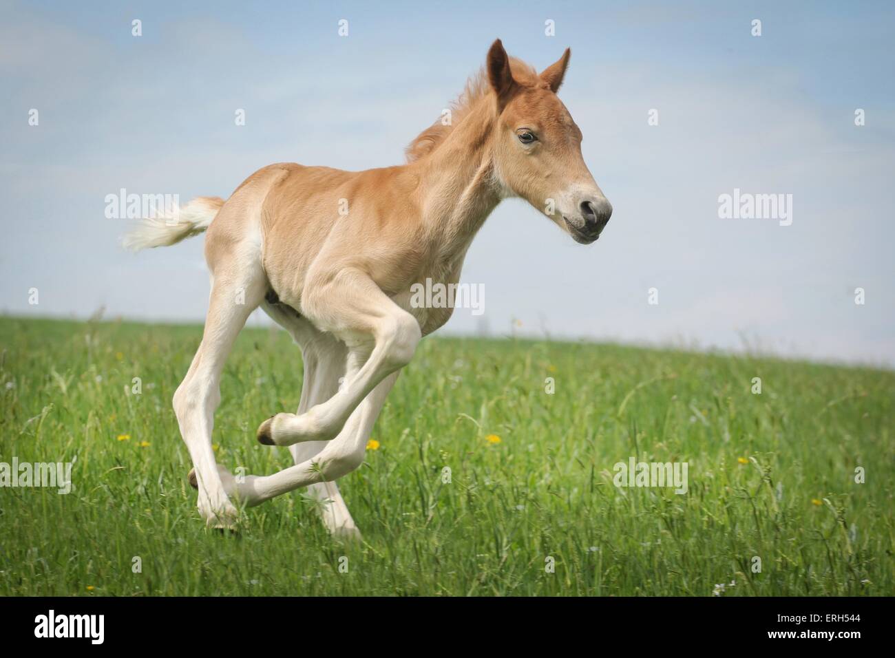 Haflinger horse foal Stock Photo - Alamy
