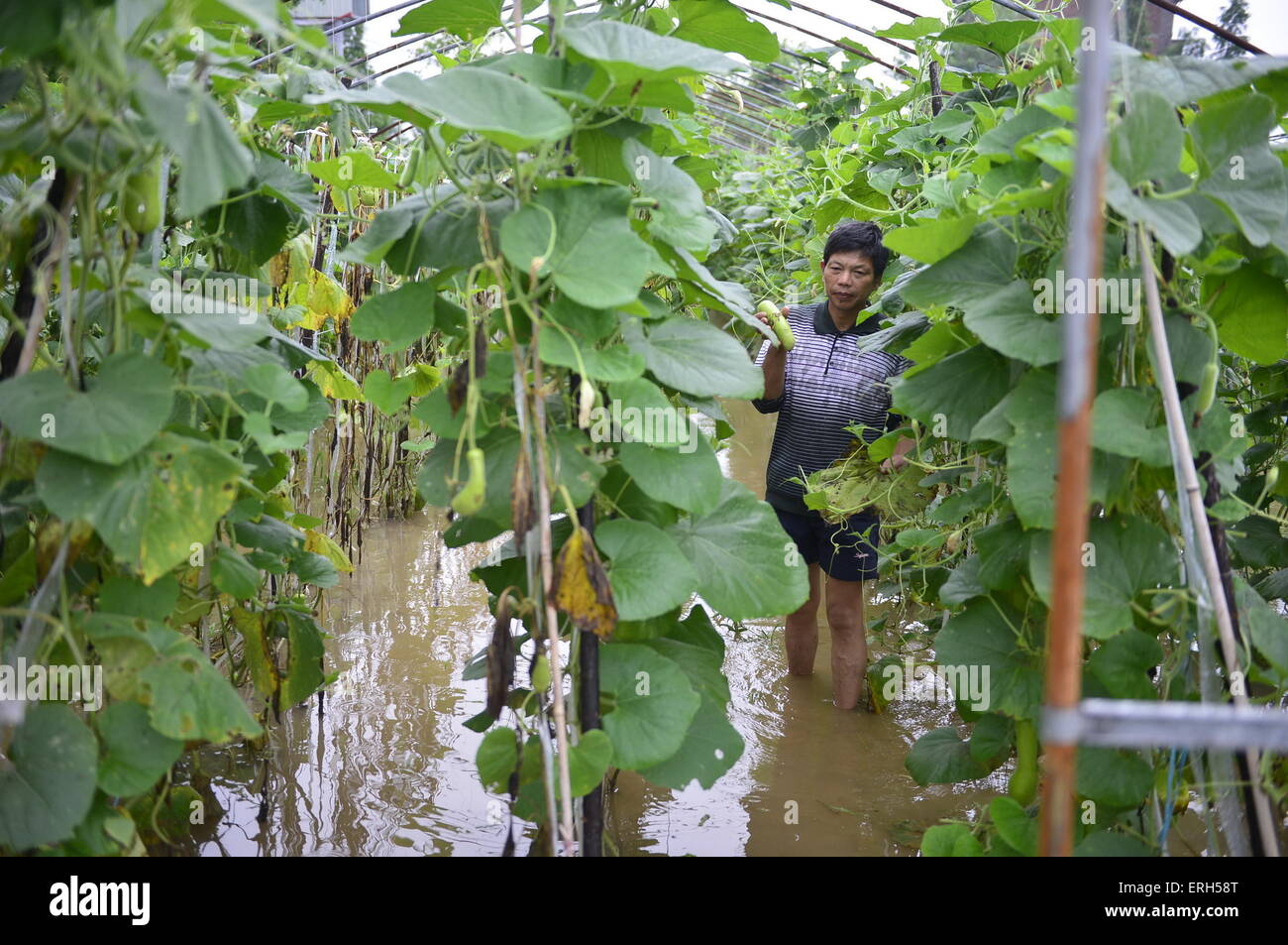 Leping, China's Jiangxi Province. 3rd June, 2015. A farmer checks his ...