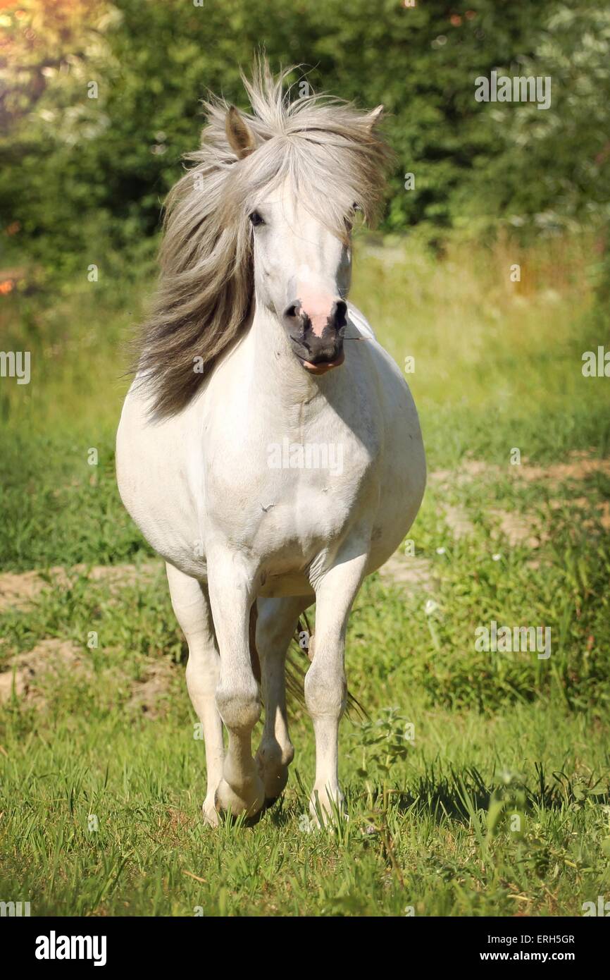 Pony mare hi-res stock photography and images - Alamy