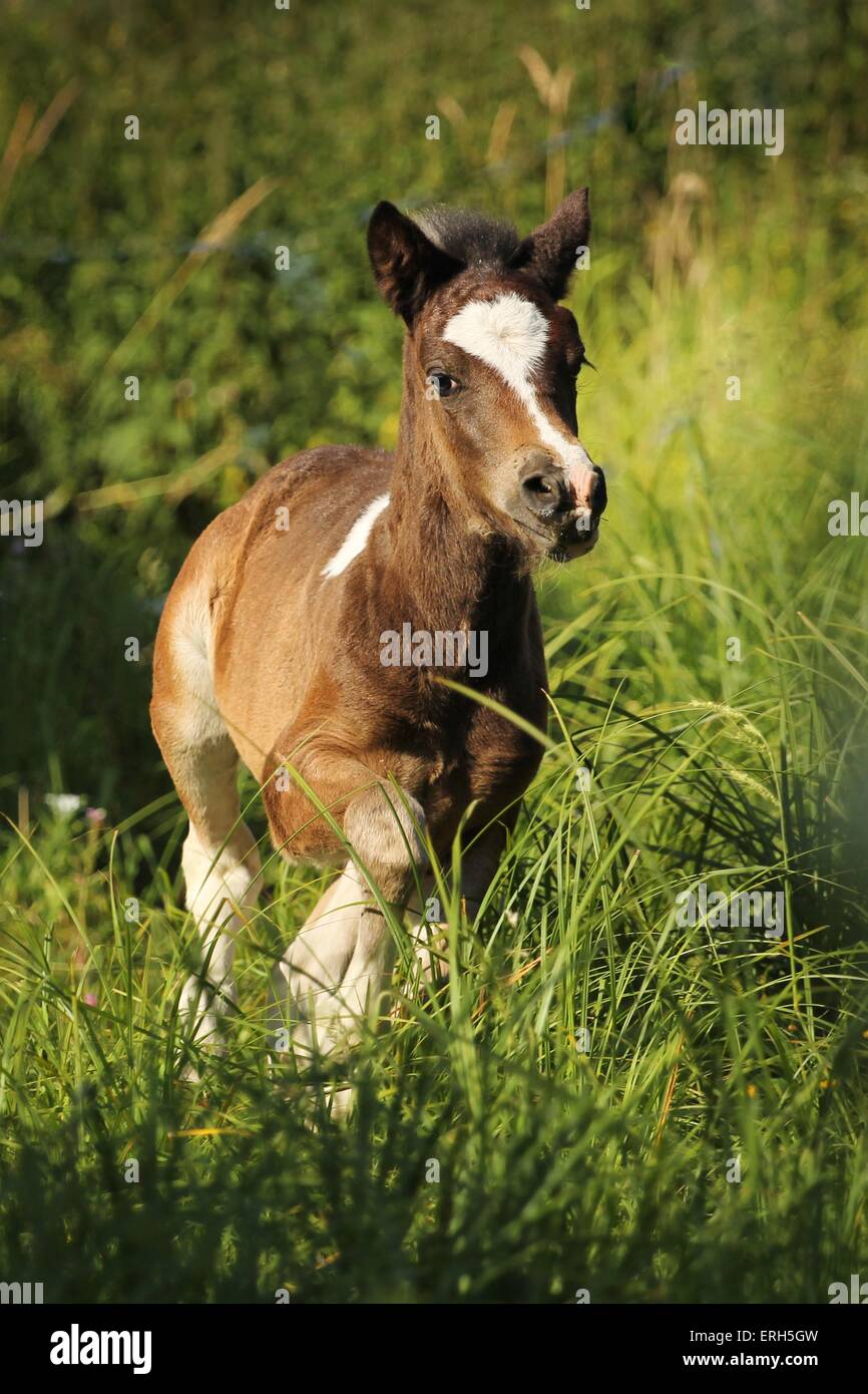 Horse foal pony gallop running hi-res stock photography and images - Alamy