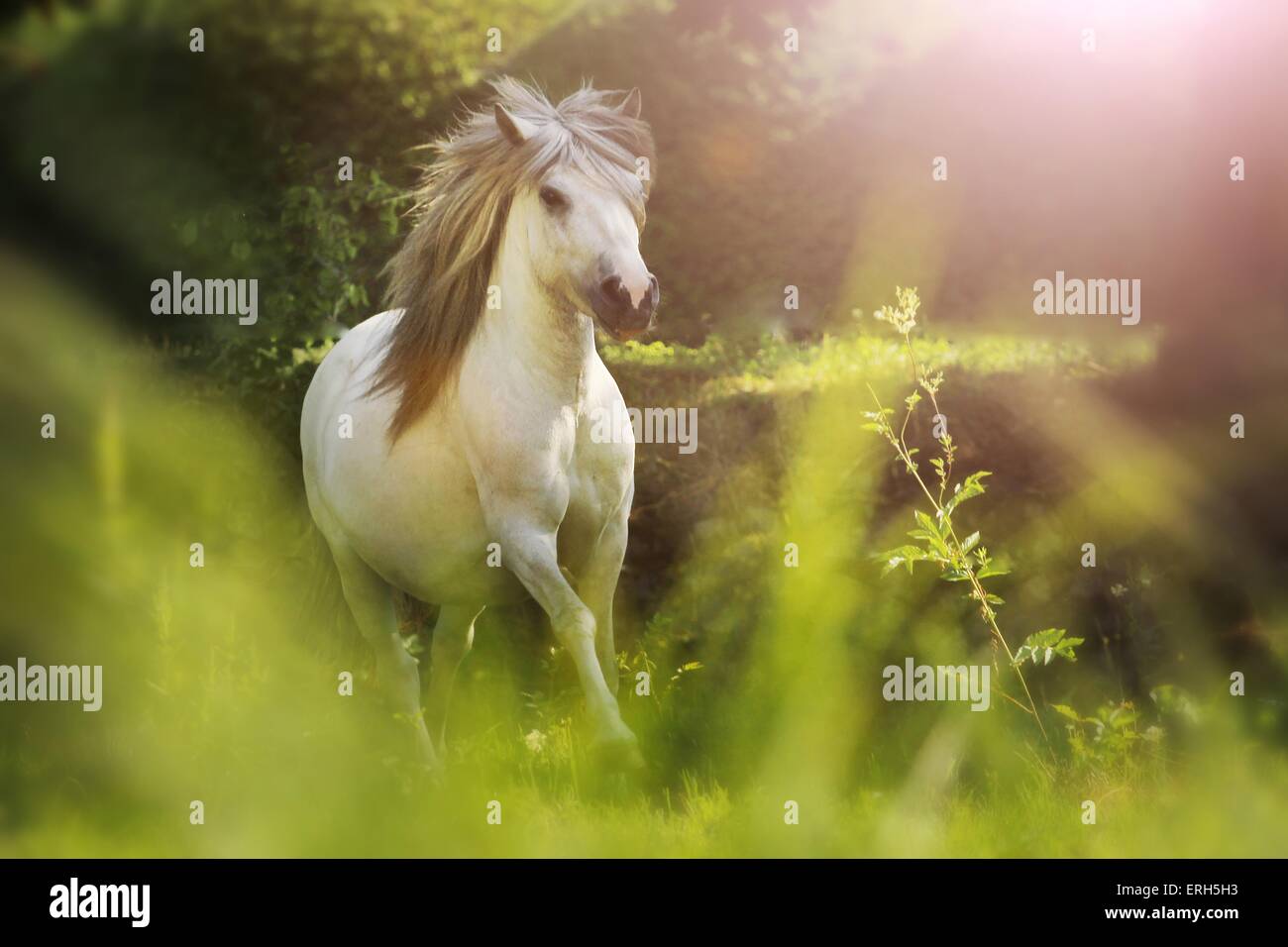 Mare trotting hi-res stock photography and images - Alamy