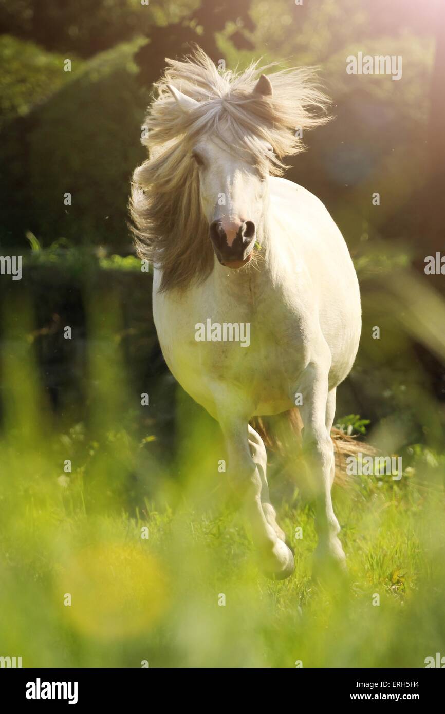 Pony mare hi-res stock photography and images - Alamy