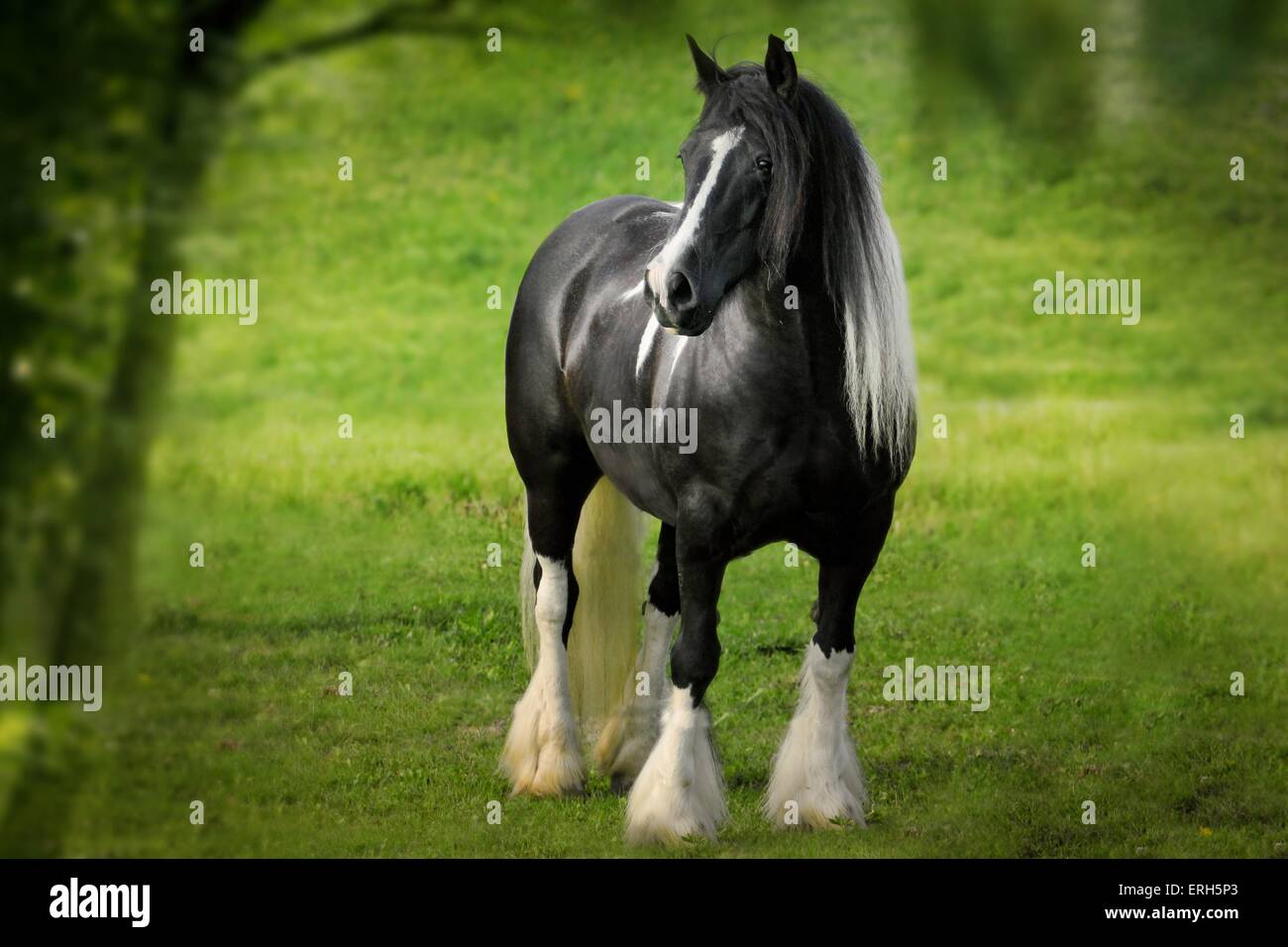 Irish Tinker High Resolution Stock Photography and Images - Alamy