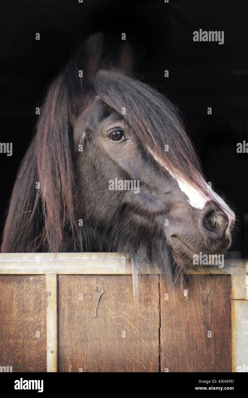 Irish Tinker Portrait Stock Photo - Alamy