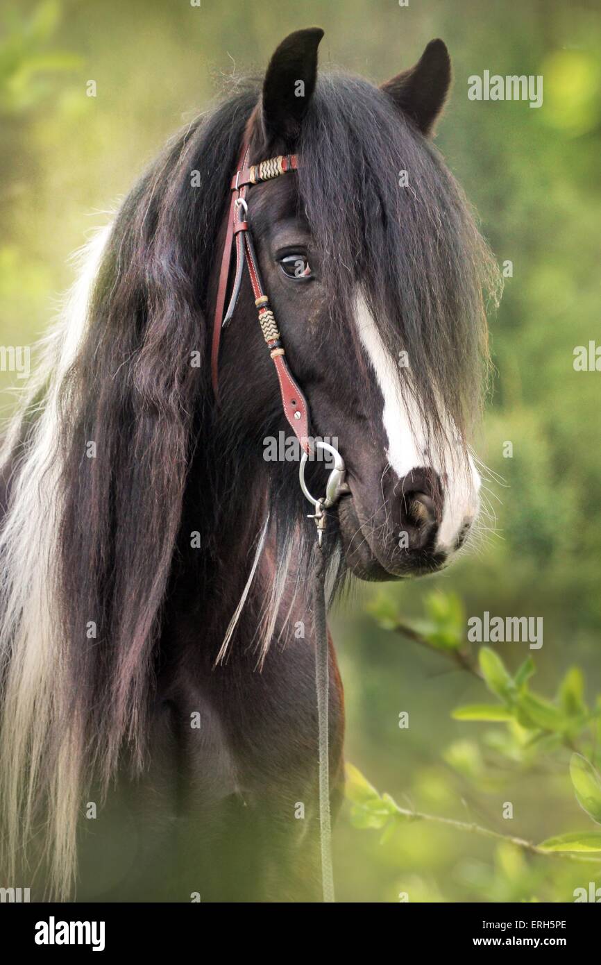 Irish Tinker Portrait Stock Photo - Alamy