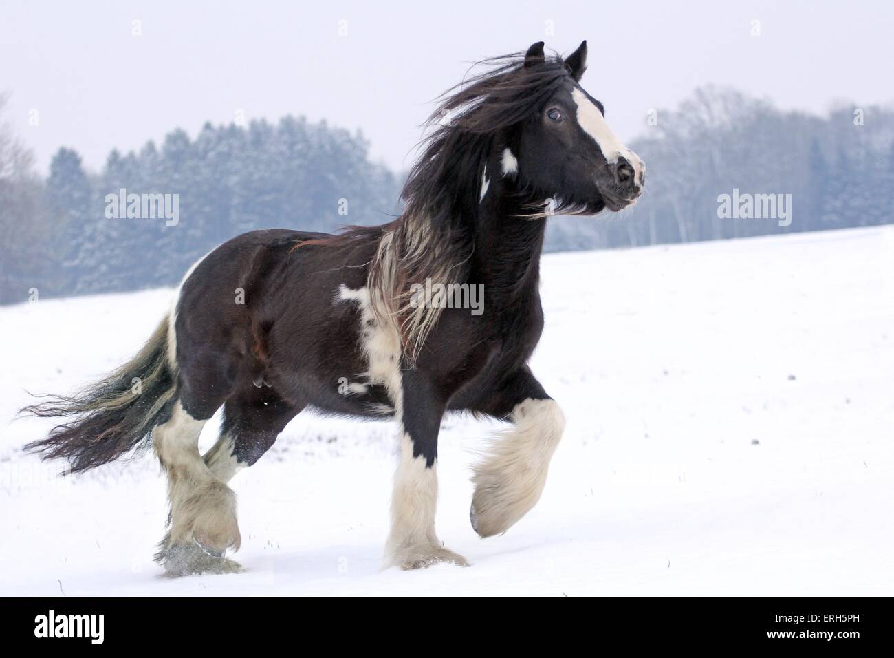 trotting Irish Tinker Stock Photo - Alamy