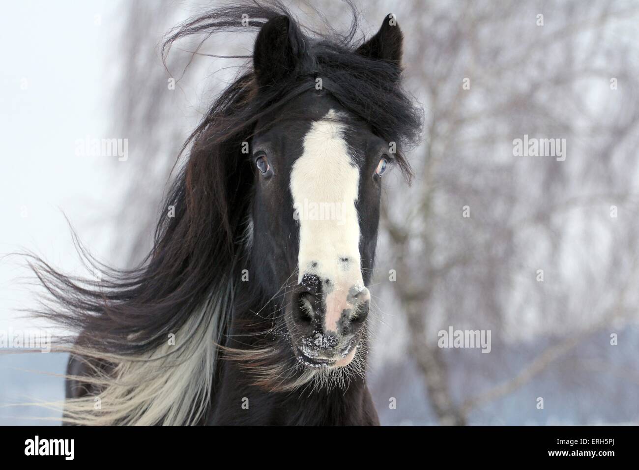 Irish Tinker Portrait Stock Photo - Alamy