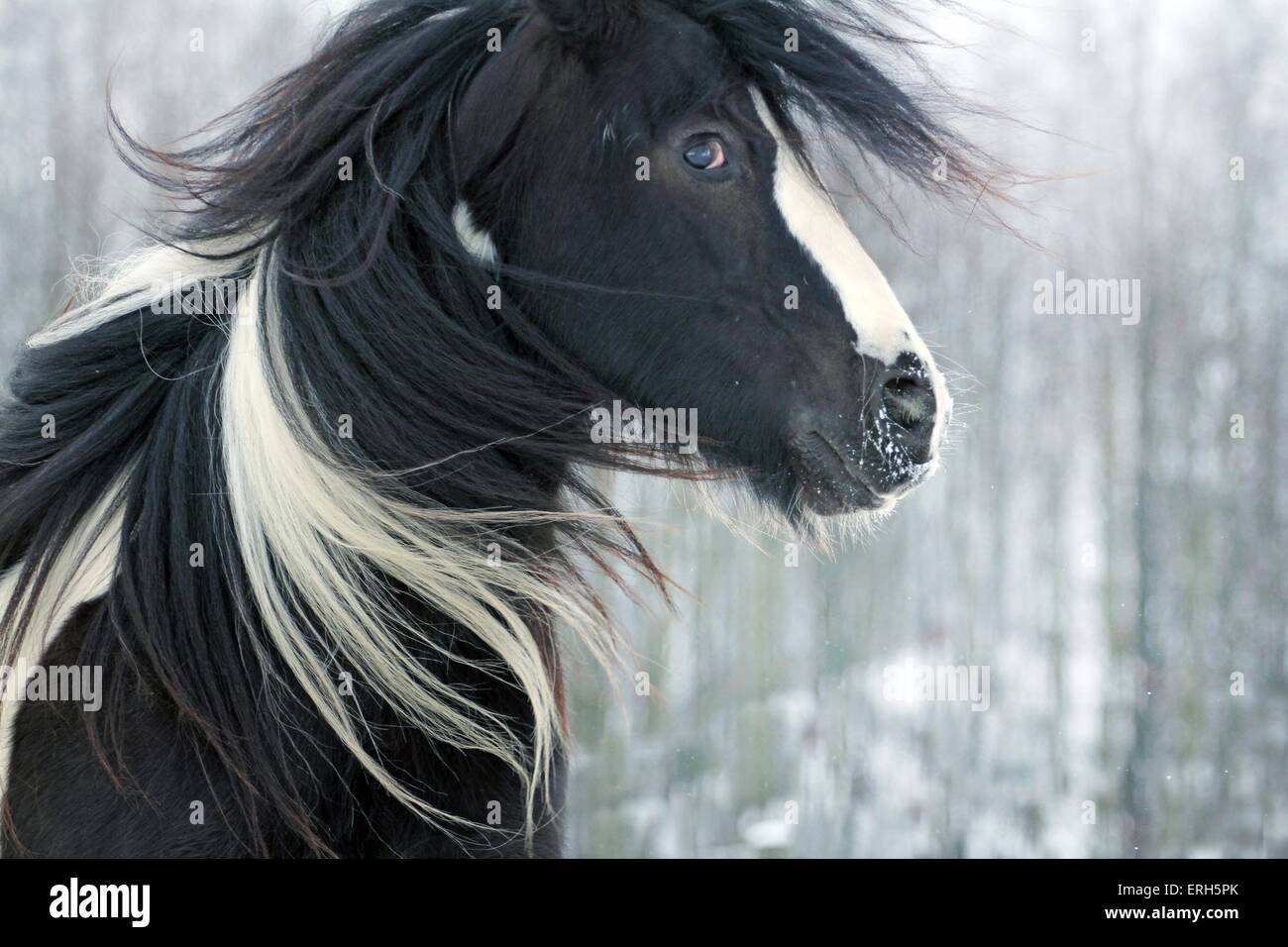 Irish Tinker Portrait Stock Photo - Alamy