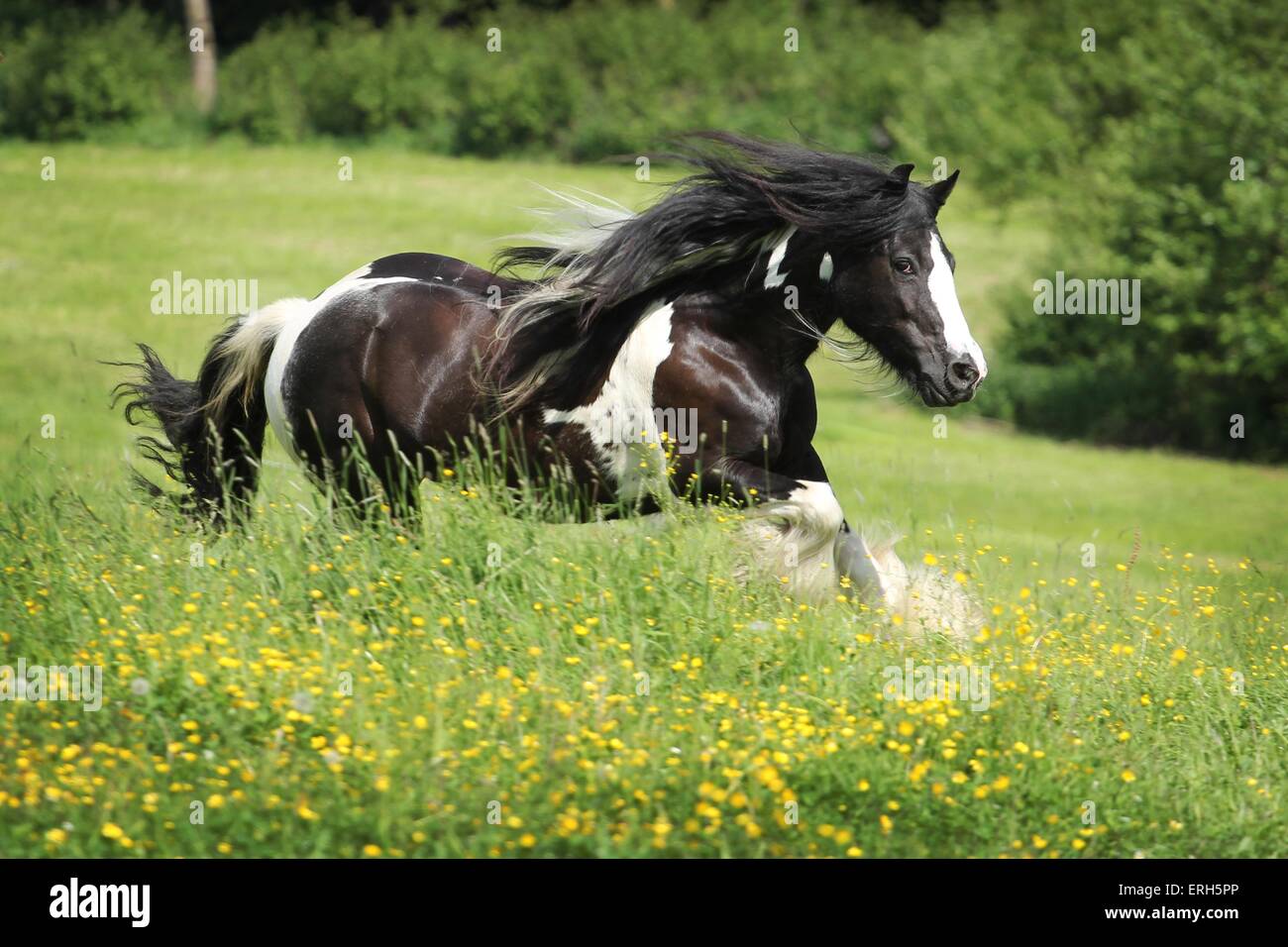 Tinker field hi-res stock photography and images - Alamy