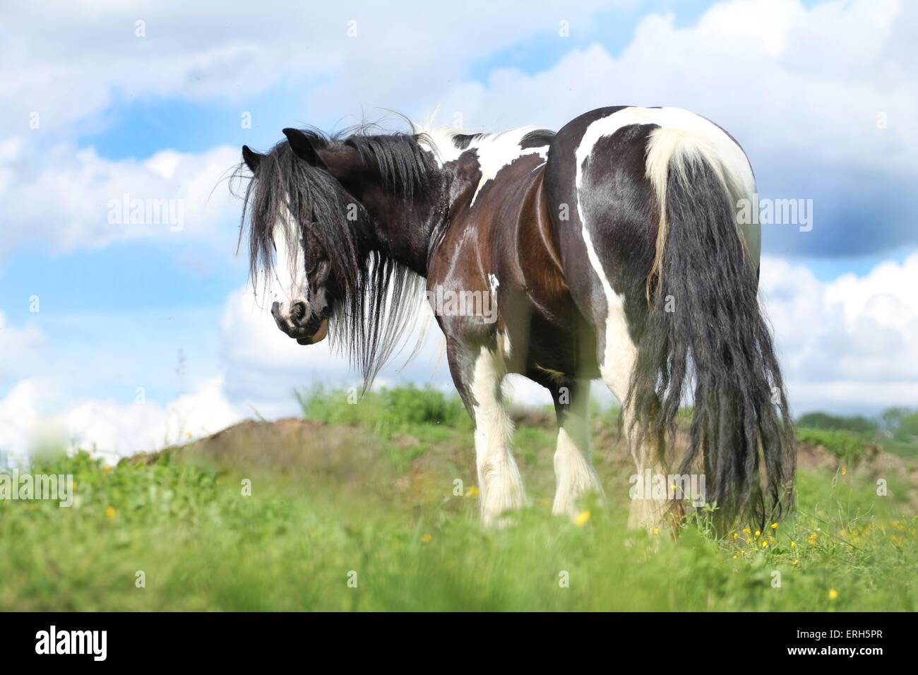 Tinker ponys hi-res stock photography and images - Alamy