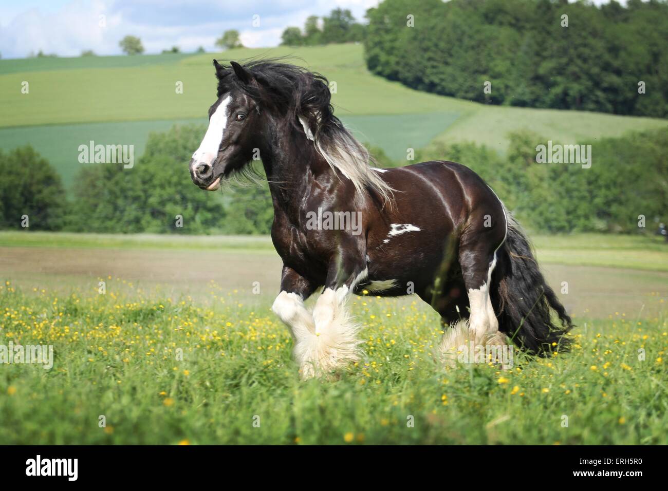 galloping Irish Tinker Stock Photo - Alamy