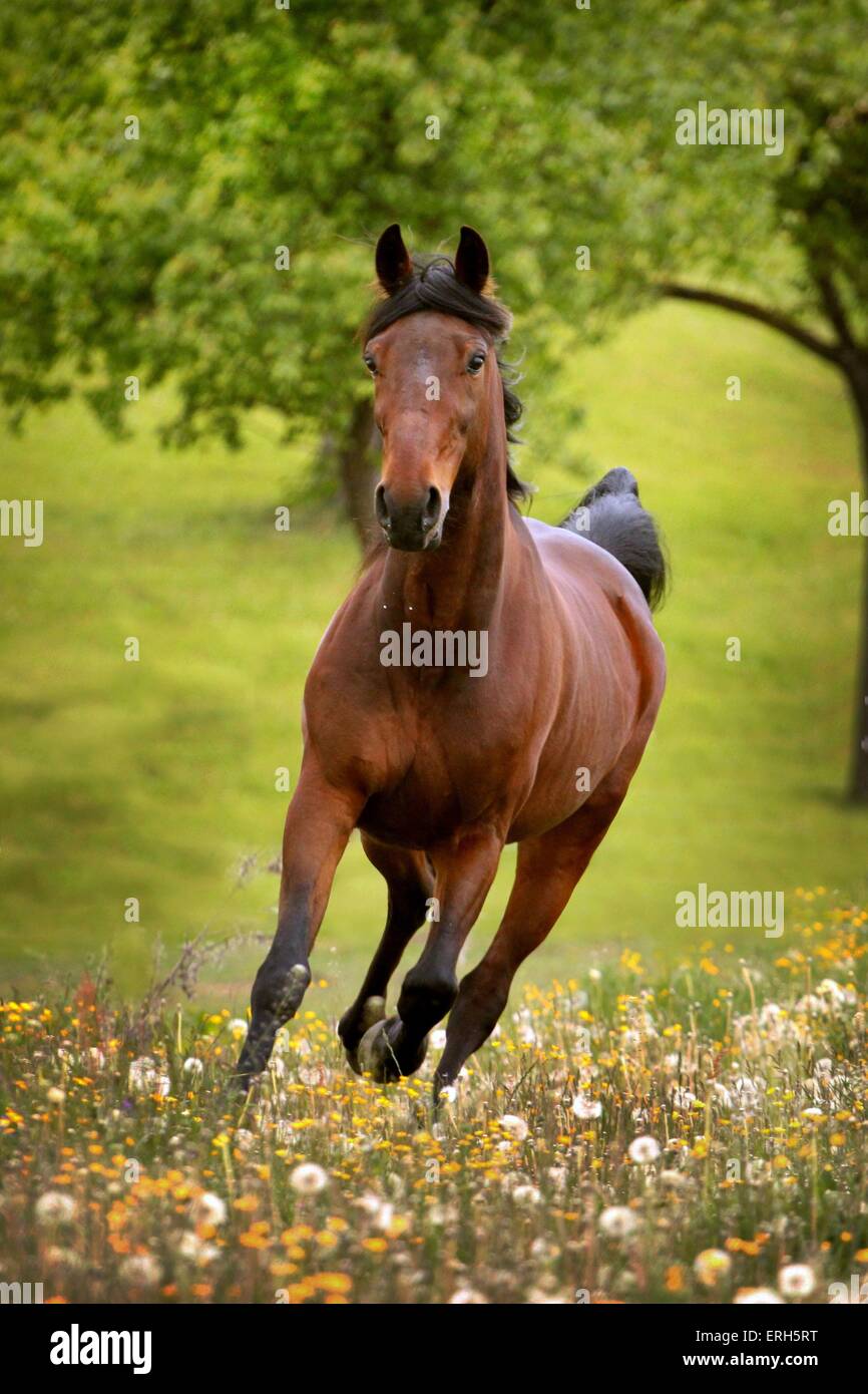 Trotter nature hi-res stock photography and images - Alamy