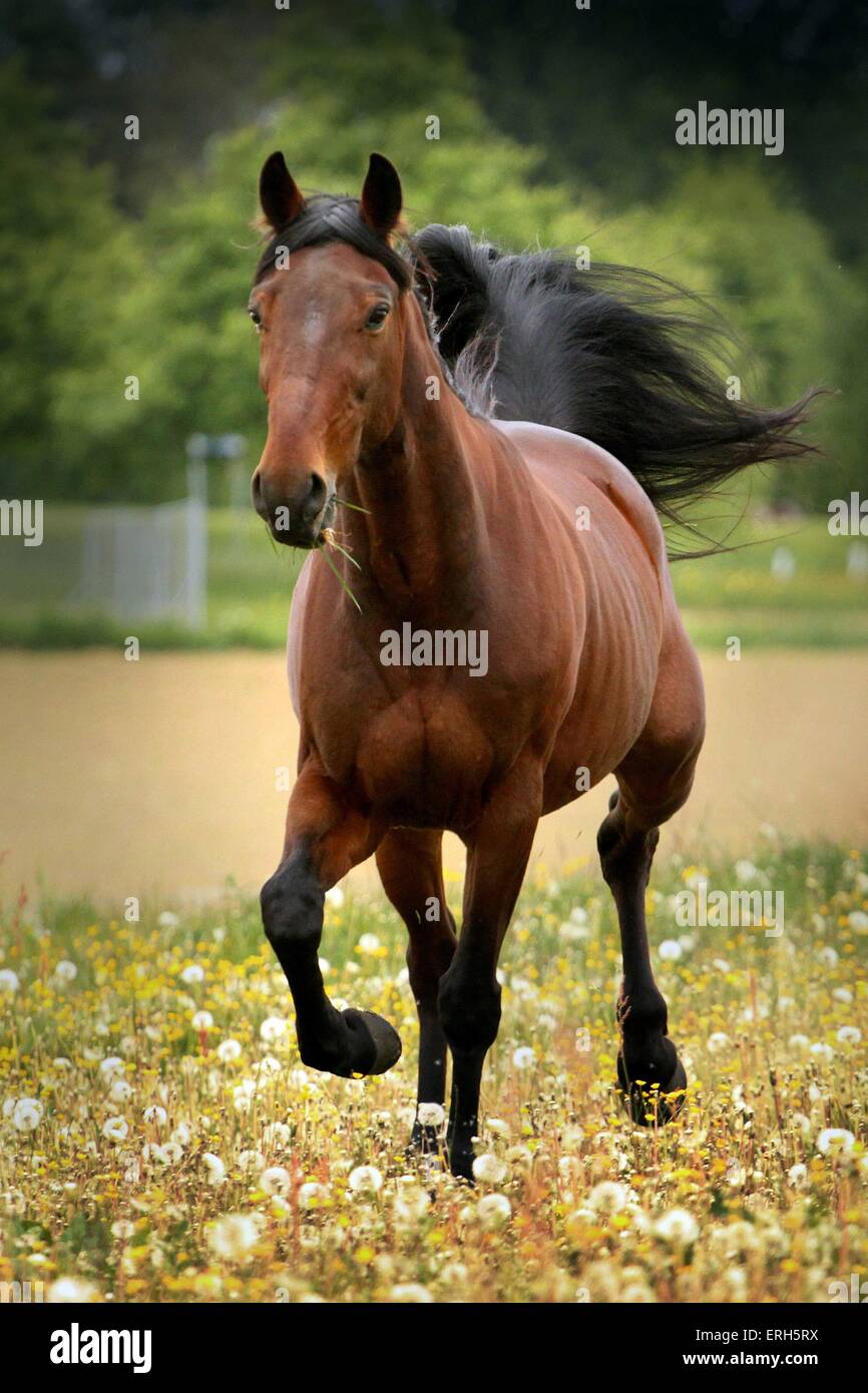 Trotter nature hi-res stock photography and images - Alamy