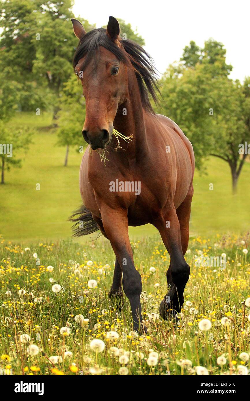 Trotter horse hi-res stock photography and images - Alamy