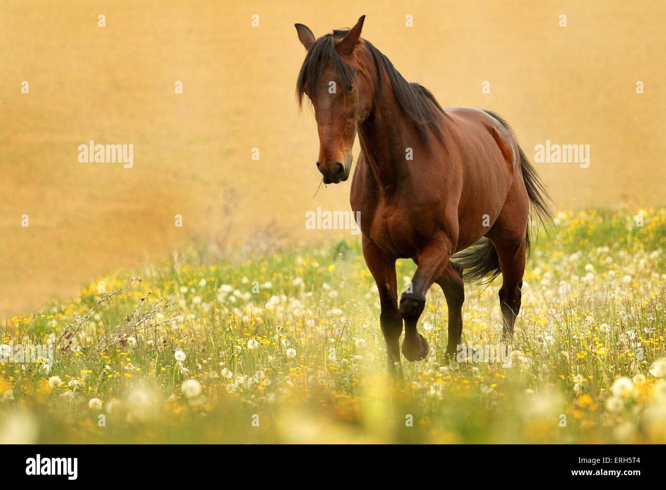 Running trotter hi-res stock photography and images - Alamy
