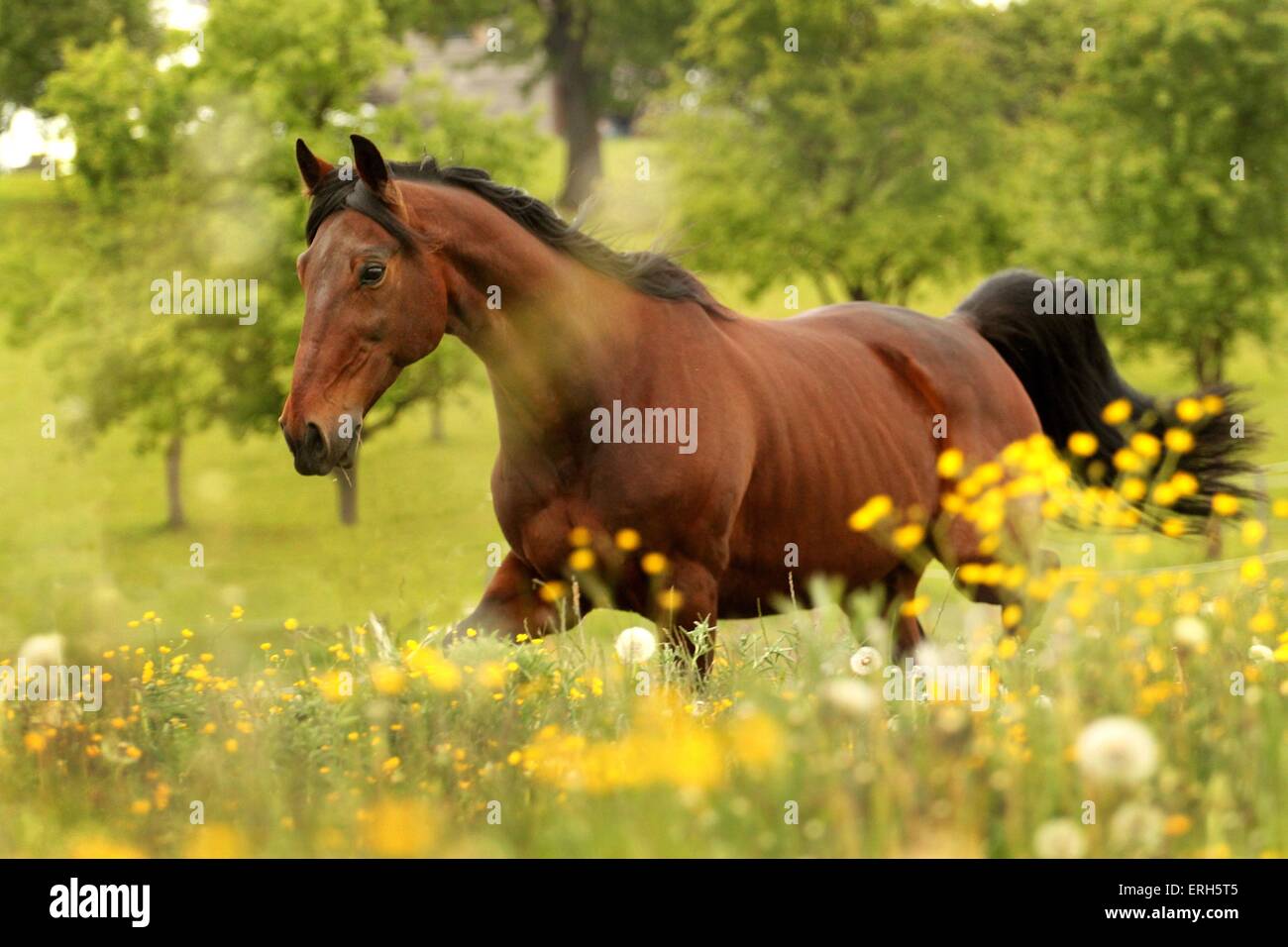 Trotter horse hi-res stock photography and images - Alamy
