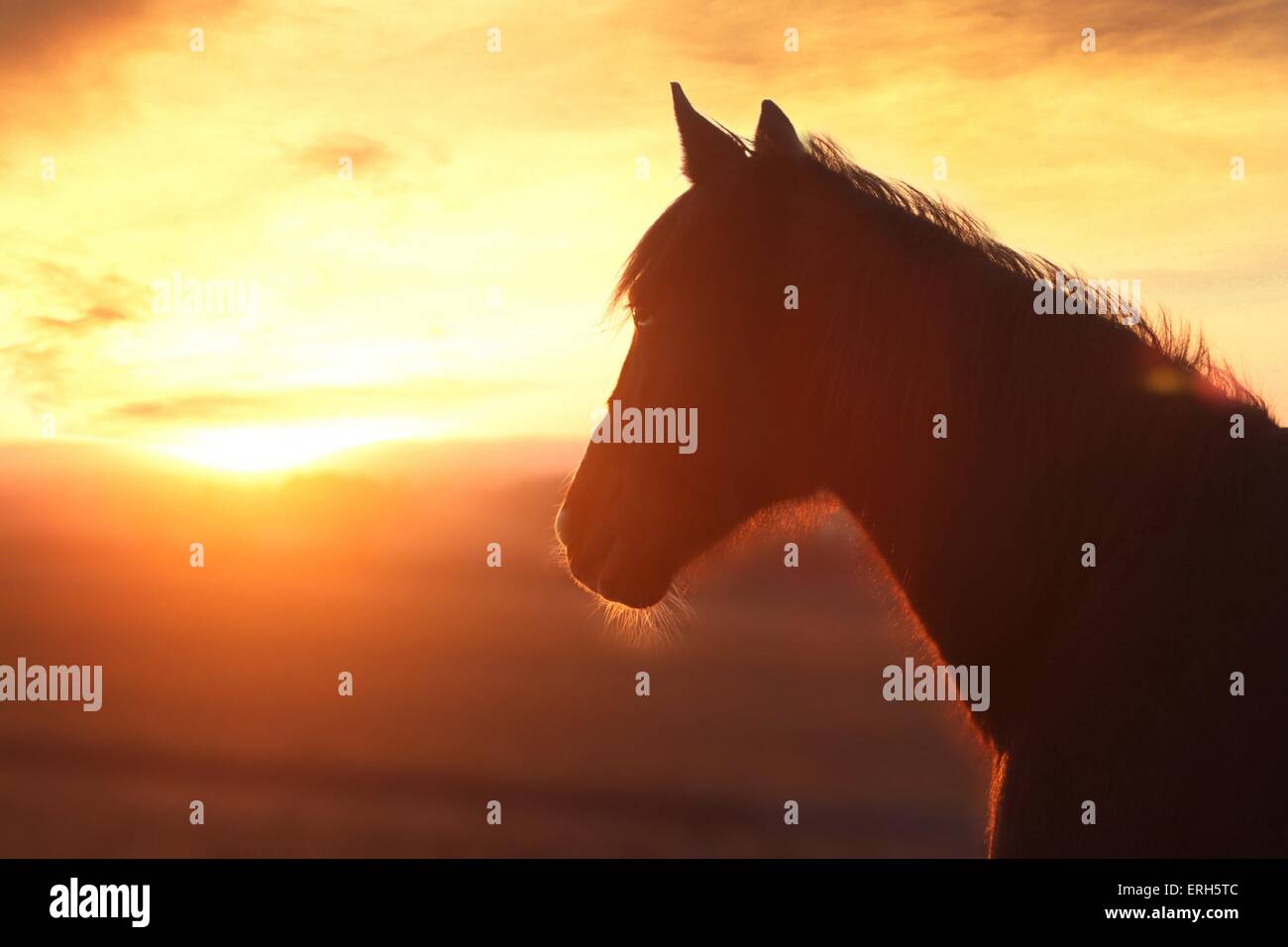 Trotters up hi-res stock photography and images - Alamy
