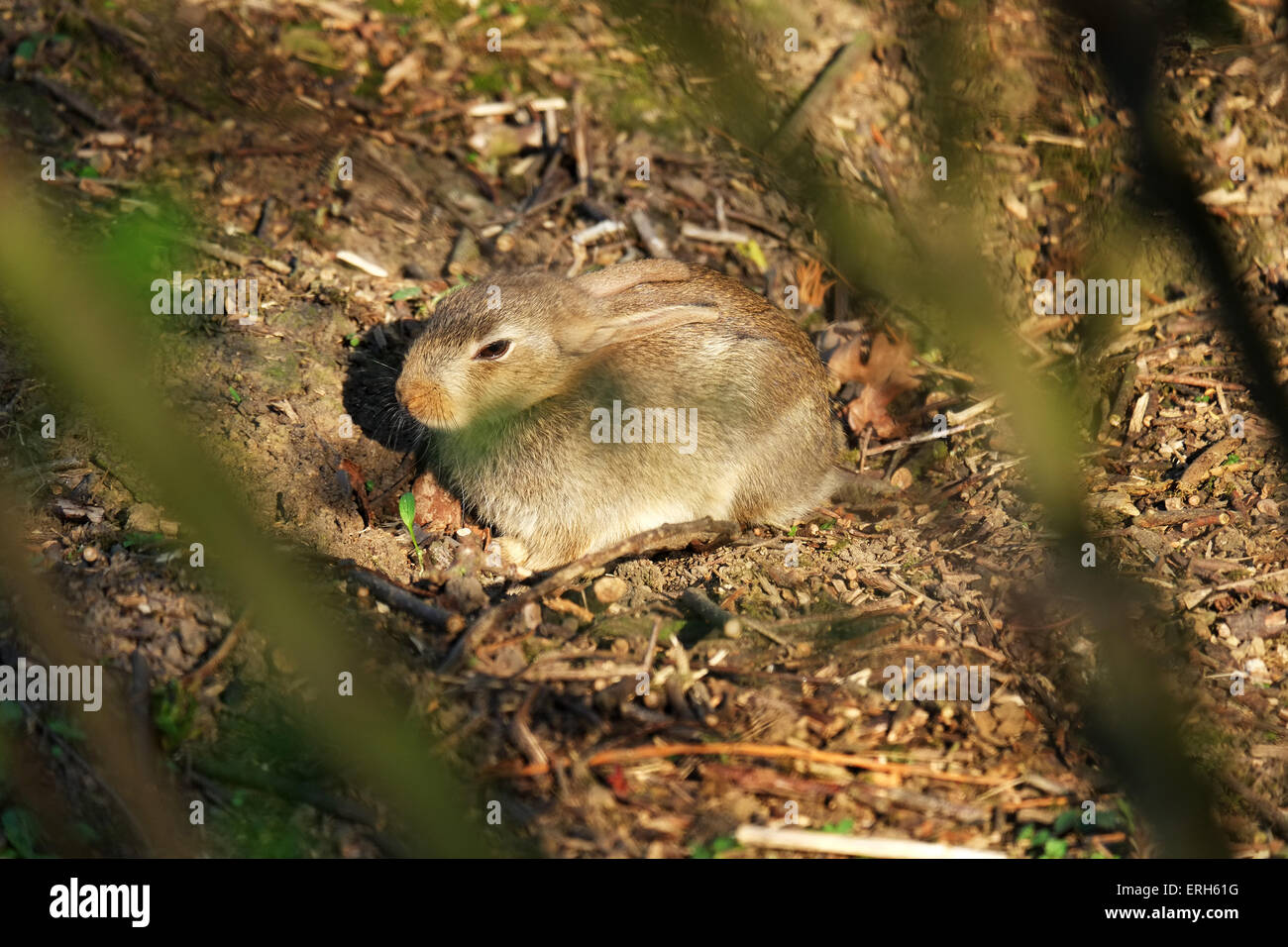Young wild rabbit taking sun Stock Photo - Alamy