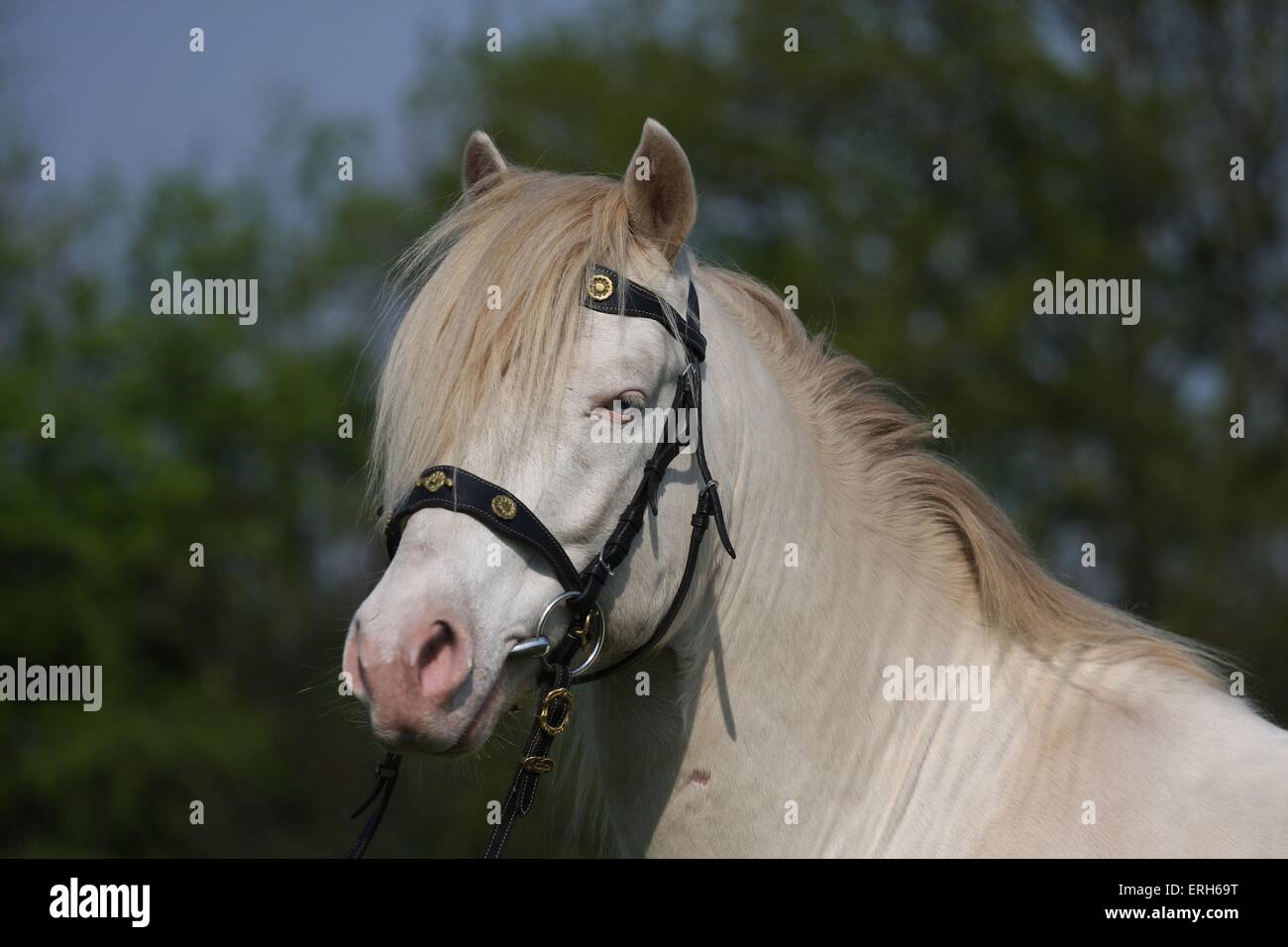 Horse connemara pony stallion hi-res stock photography and images - Alamy