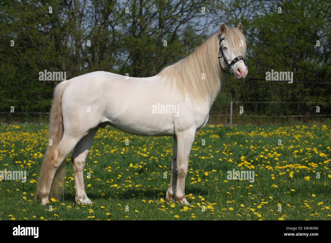 Horse connemara pony stallion hi-res stock photography and images - Alamy