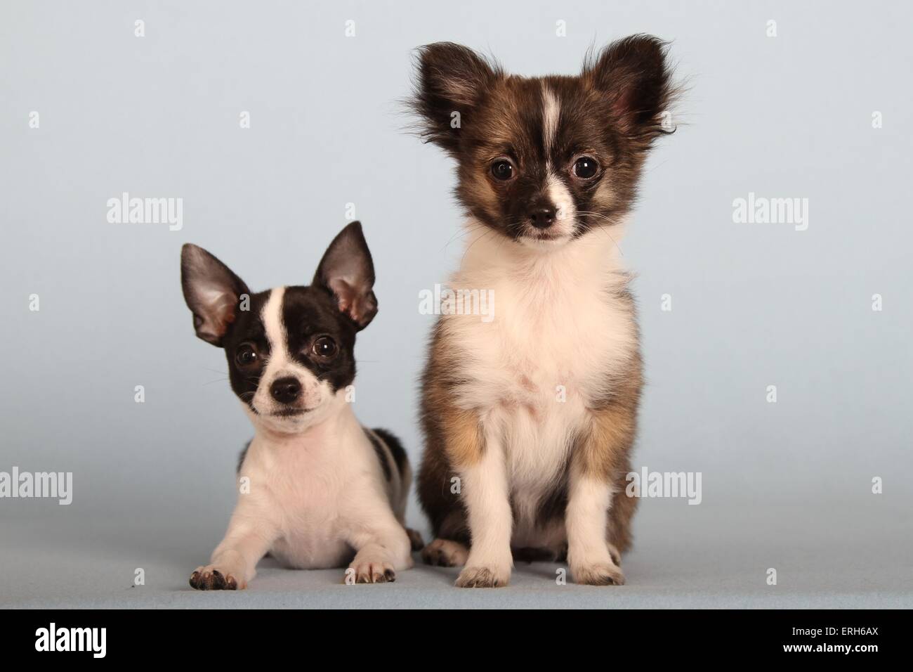 Chihuhua hi-res stock photography and images - Alamy