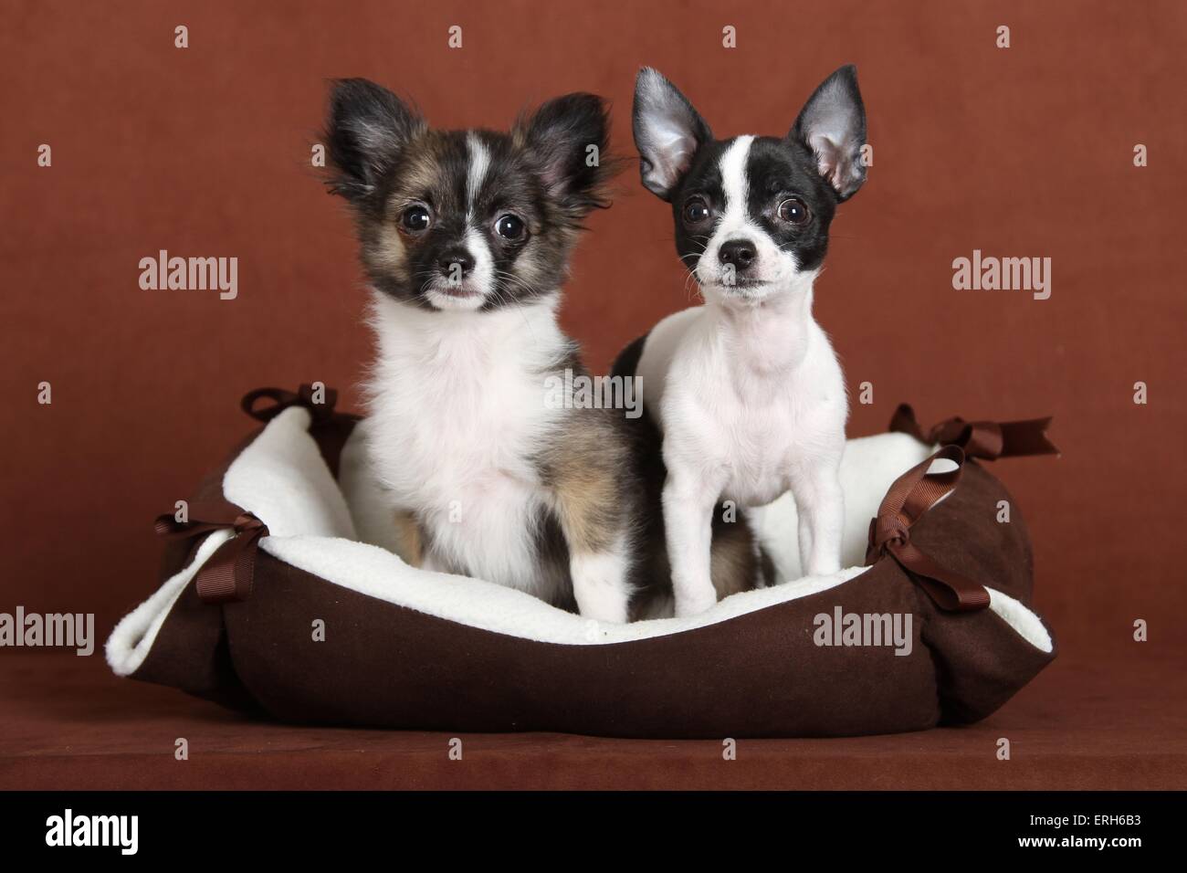 Chihuhua hi-res stock photography and images - Alamy