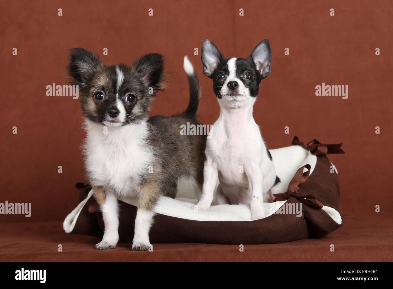 Chihuhua hi-res stock photography and images - Alamy