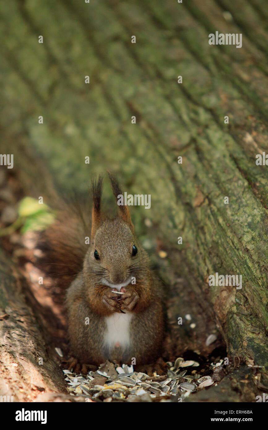 Japanese Hokkaido Squirrel (Sciurus vulgaris Orientis) on Mt Maruyama ...