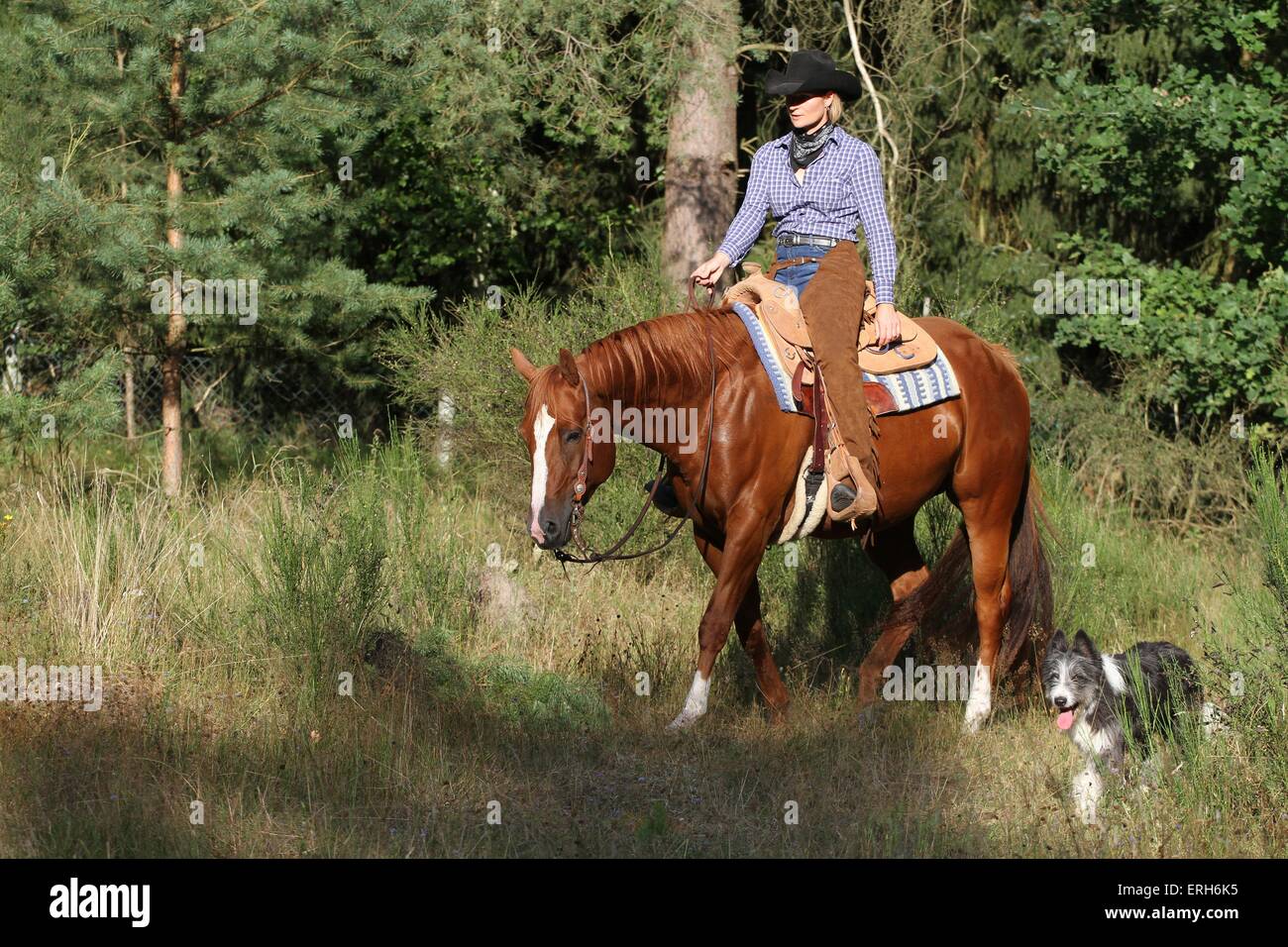 woman rides Quarter Horse Stock Photo - Alamy