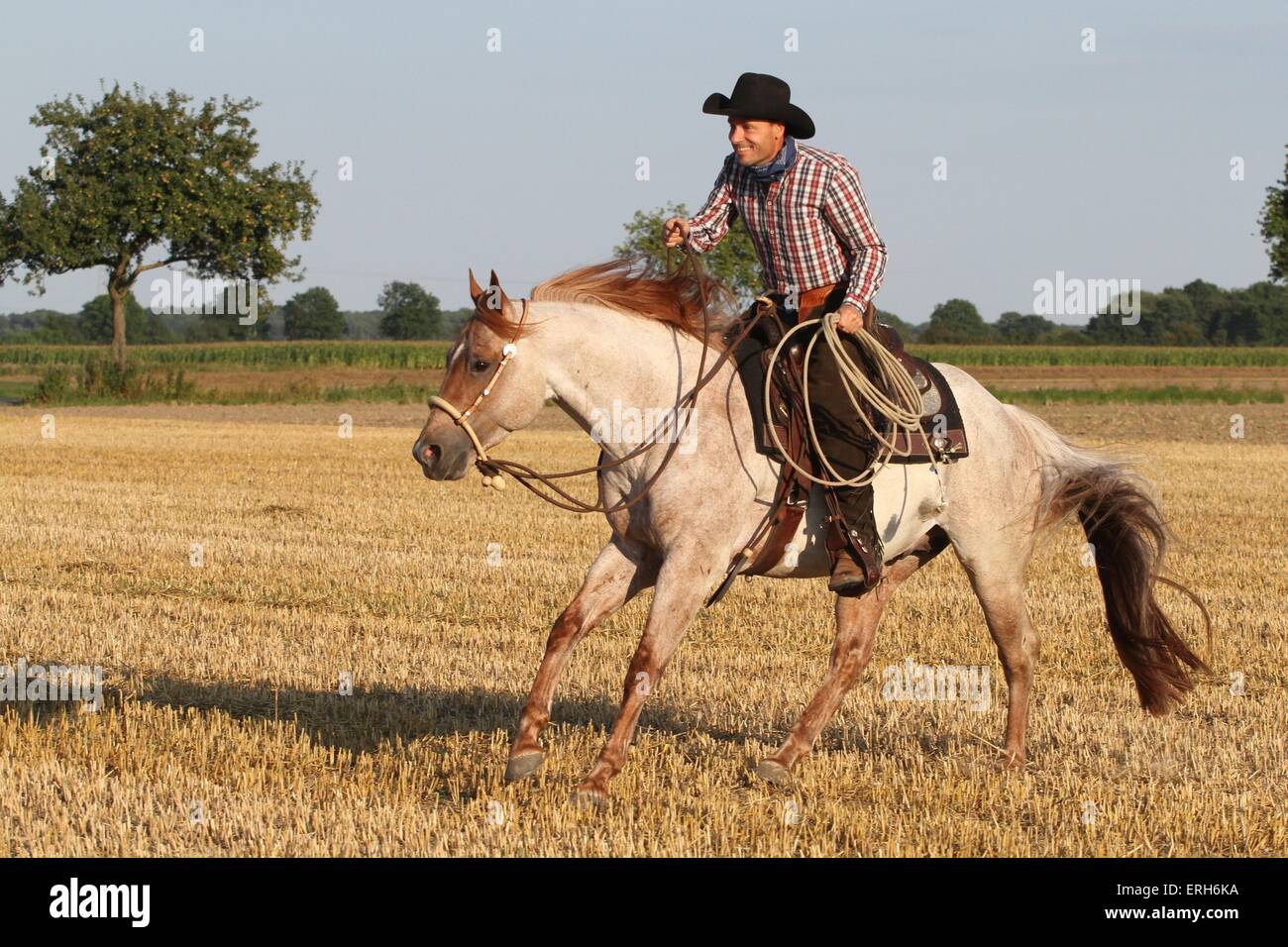 man rides Quarter Horse Stock Photo - Alamy