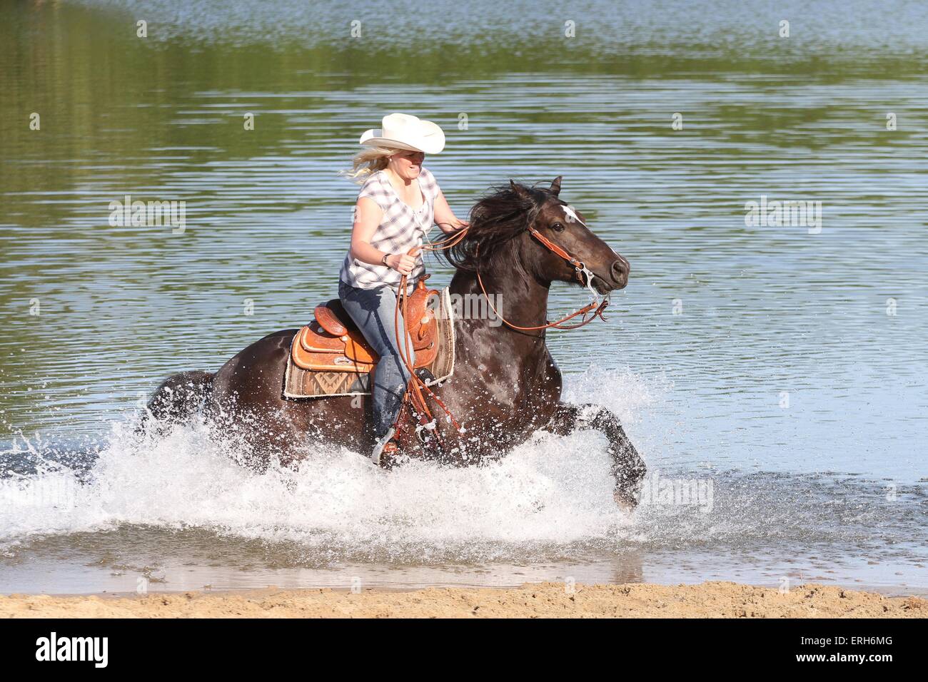 woman rides Welsh-Cob Stock Photo - Alamy