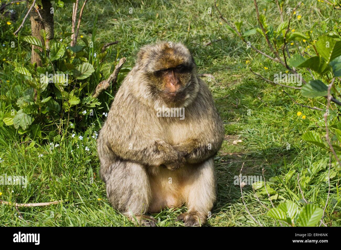 Sunshine Monkeys High Resolution Stock Photography and Images - Alamy