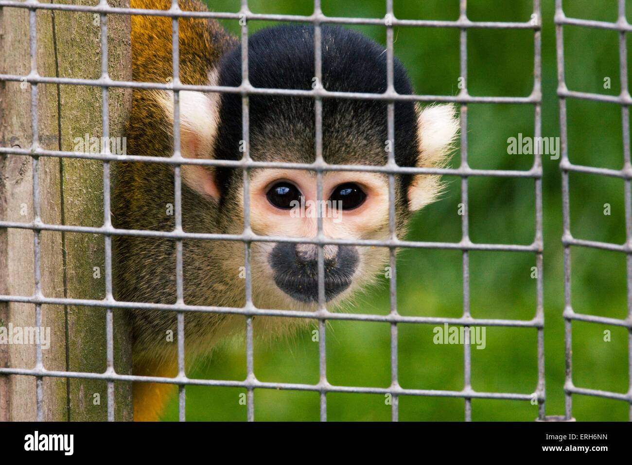 Black capped squirrel monkey hi-res stock photography and images - Alamy