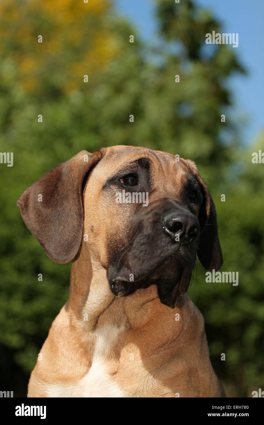 Antique animal heads hi-res stock photography and images - Alamy