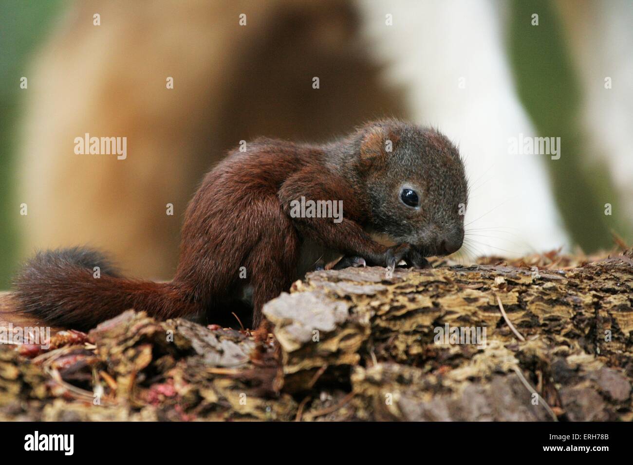 Young squirrel hi-res stock photography and images - Alamy