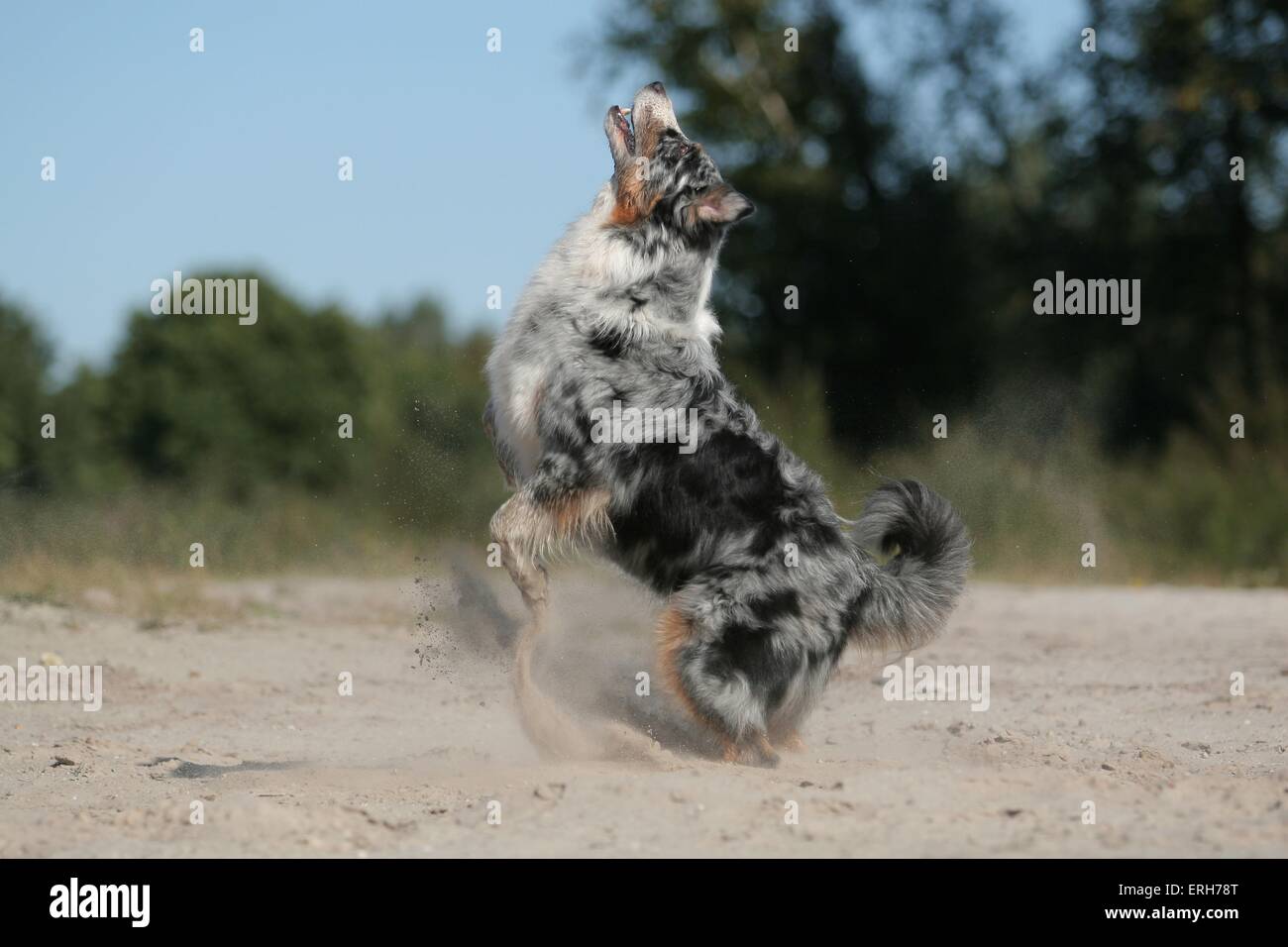 jumping Australian Shepherd Stock Photo - Alamy