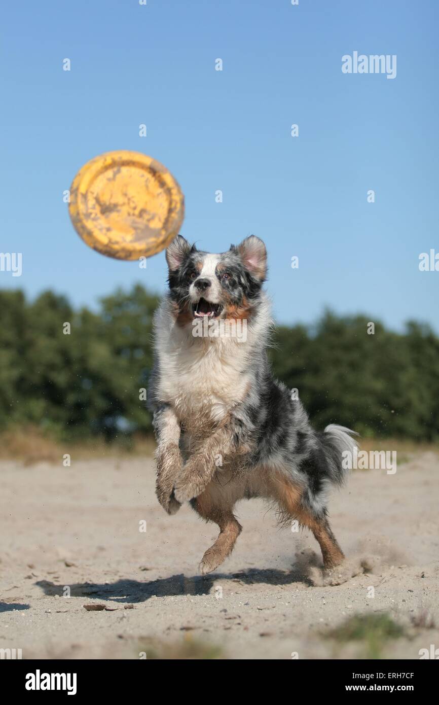 playing Australian Shepherd Stock Photo - Alamy