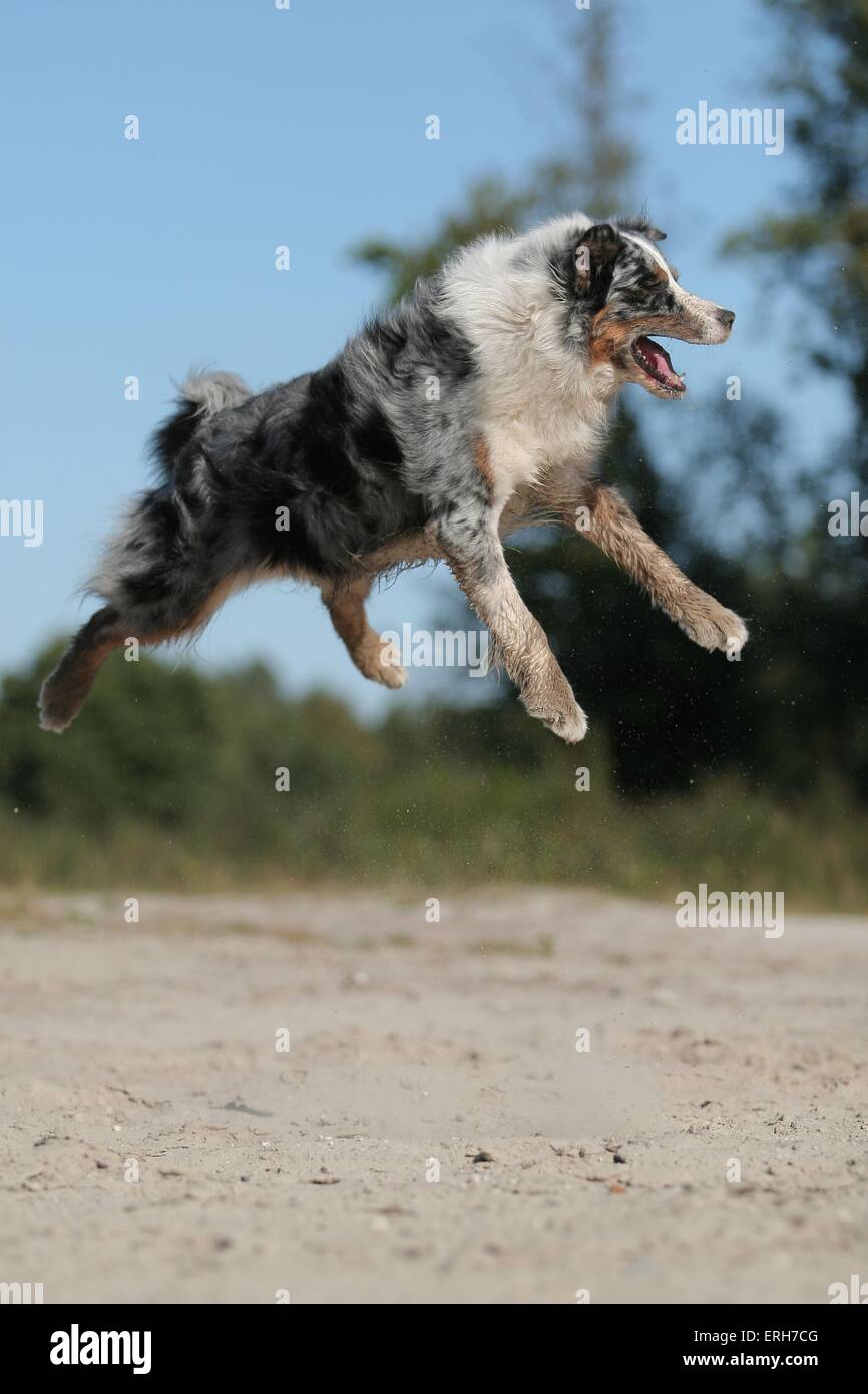 jumping Australian Shepherd Stock Photo - Alamy