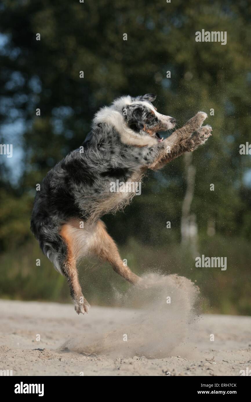 jumping Australian Shepherd Stock Photo - Alamy