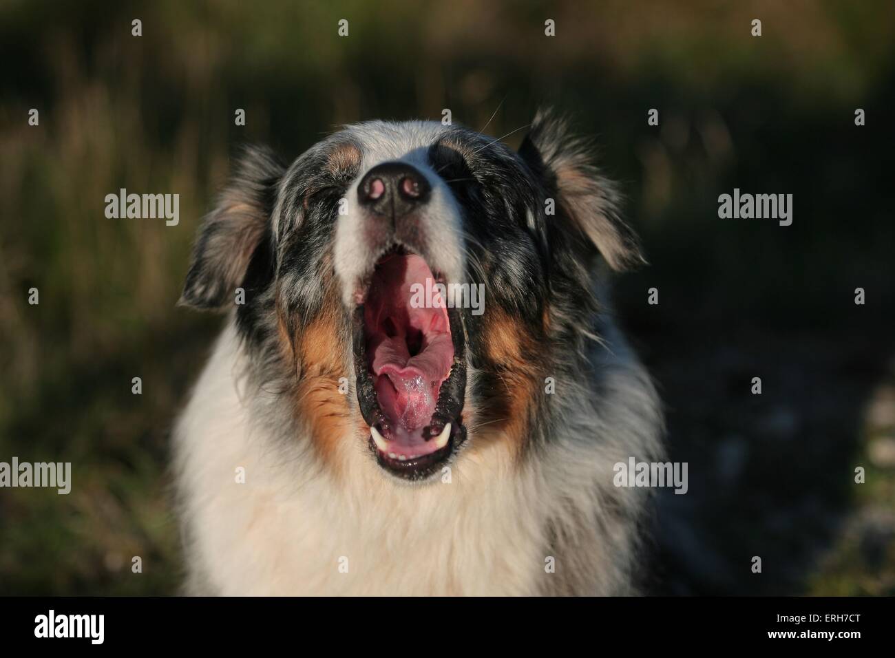 Australian Shepherd Portrait Stock Photo - Alamy