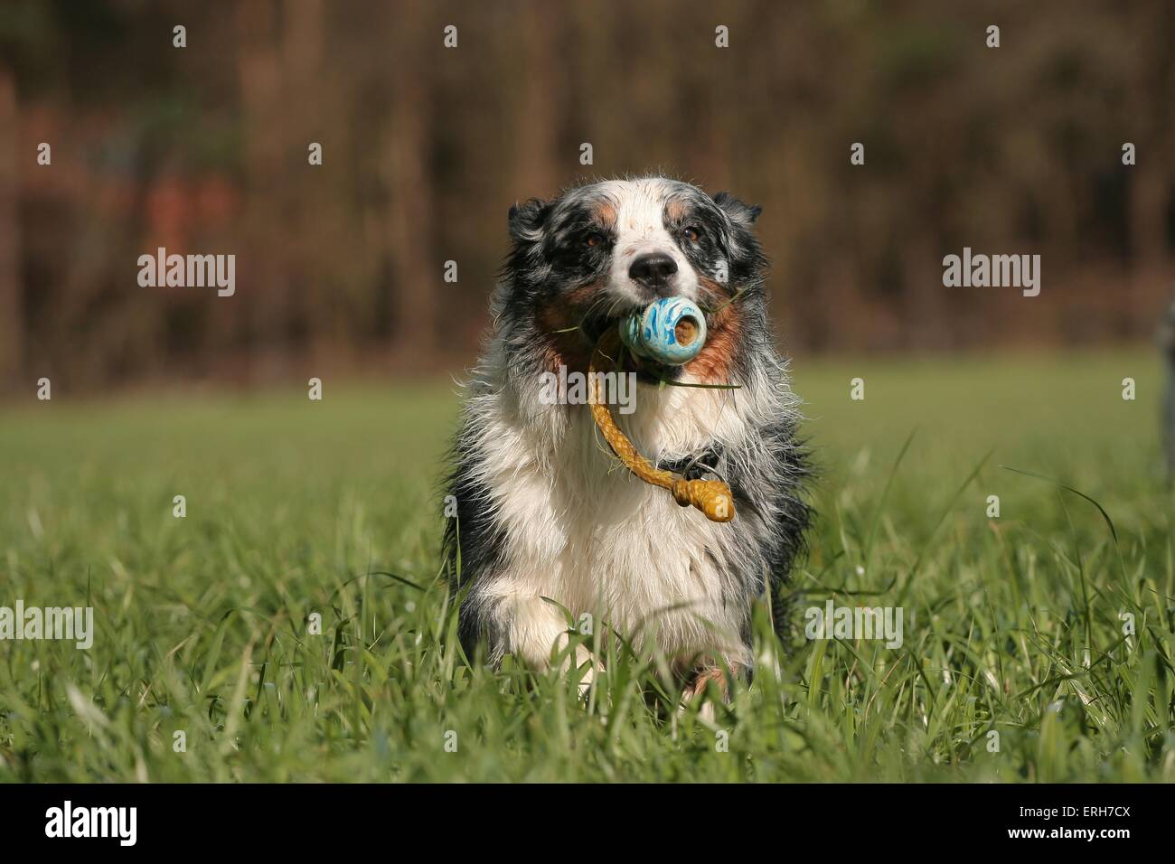 playing Australian Shepherd Stock Photo - Alamy