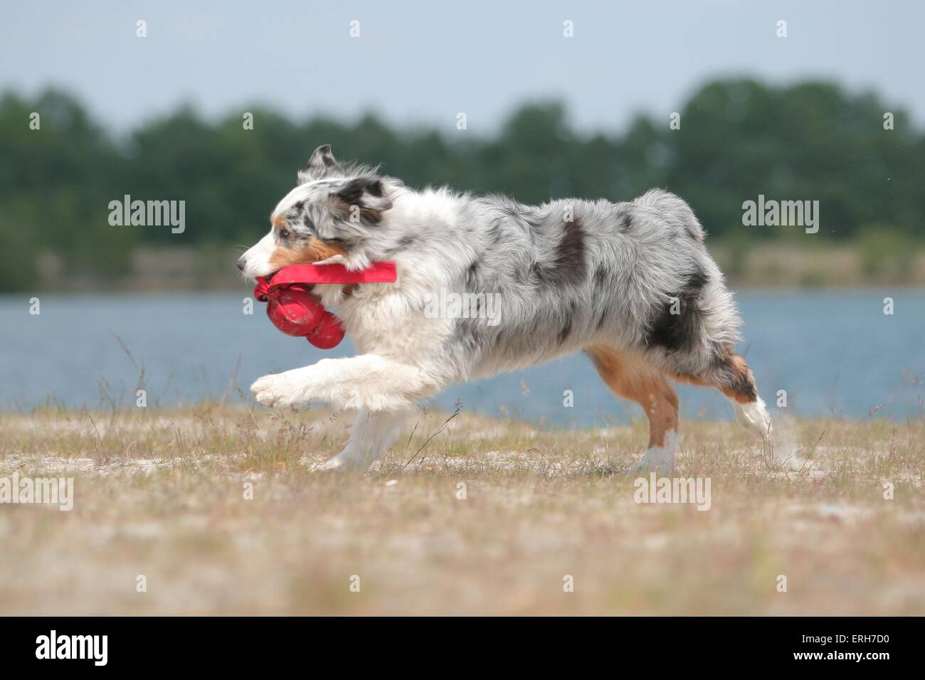 playing Australian Shepherd Stock Photo - Alamy