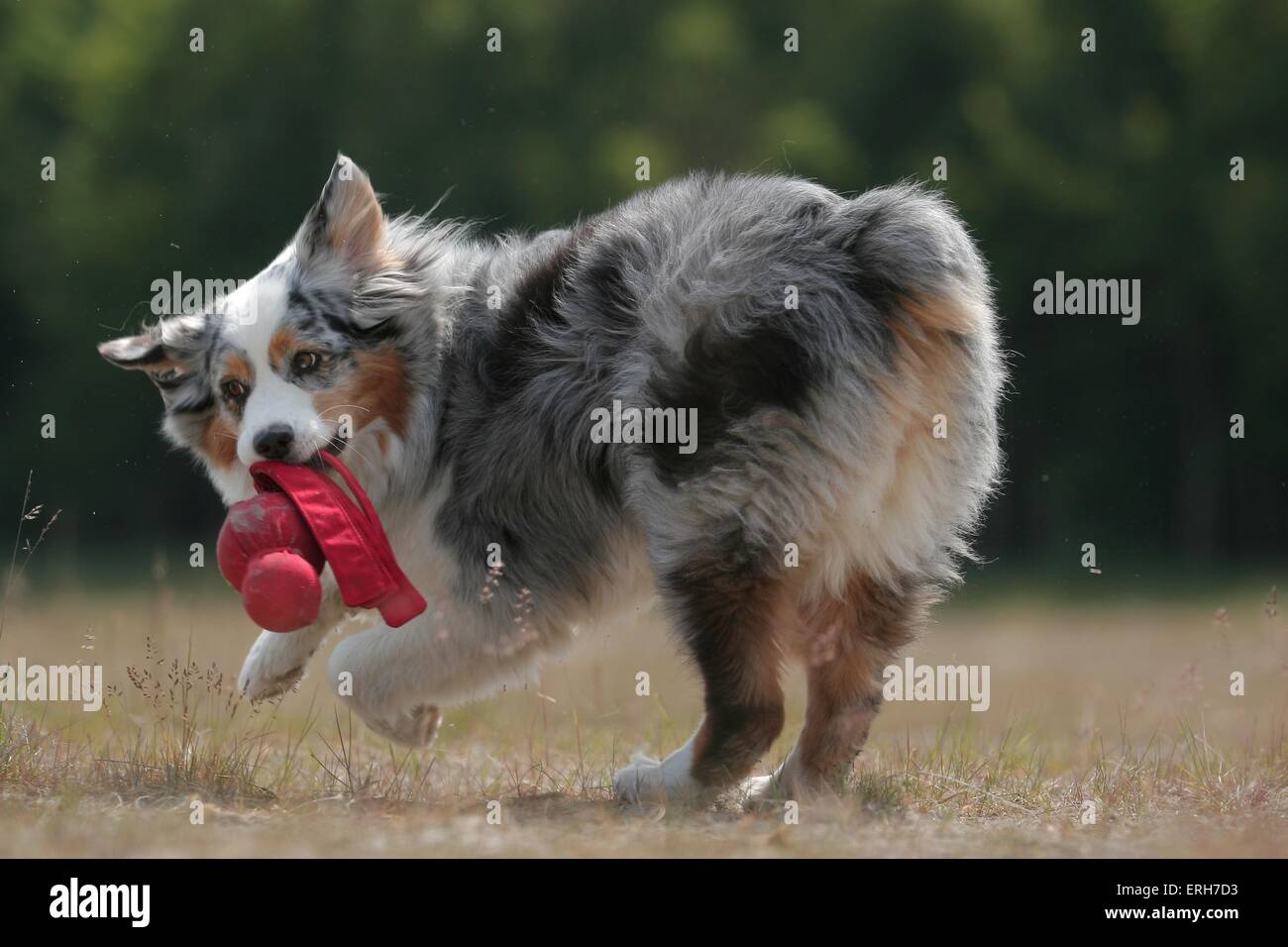 playing Australian Shepherd Stock Photo - Alamy