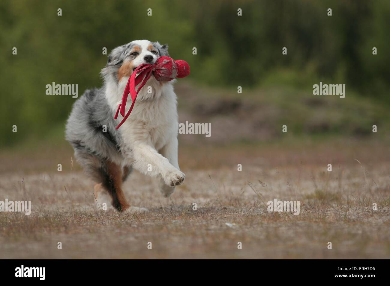 playing Australian Shepherd Stock Photo - Alamy